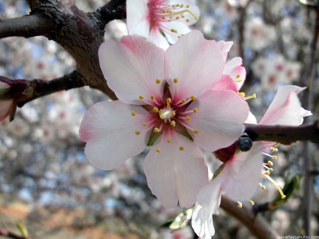 Dar y Comunicar: San José y el almendro