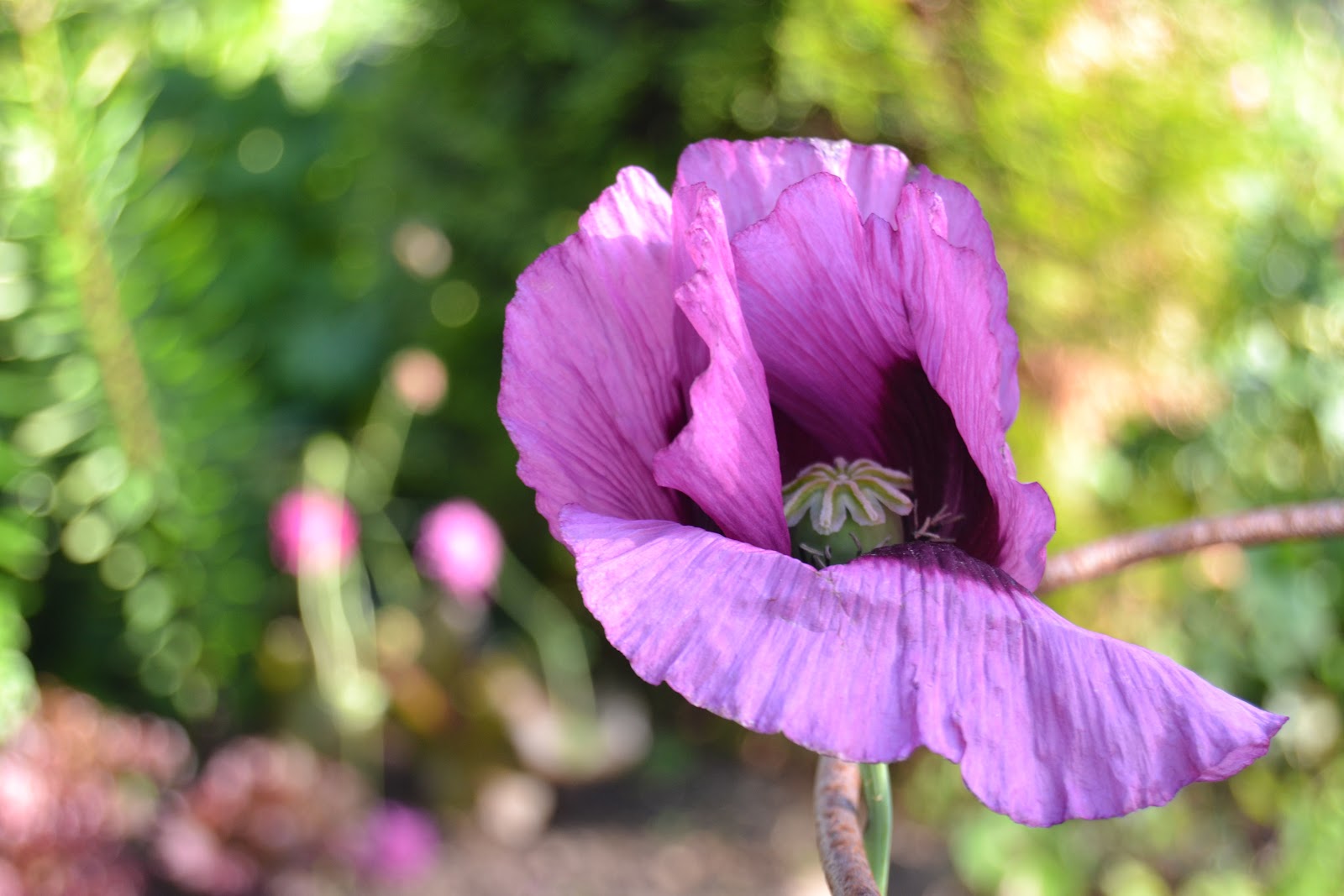 Havenarkomanen: Det rene opium!