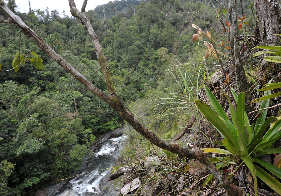 Orchidaceae: Paphiopedilum rothschildianum, Orchid of the Month, July 2017