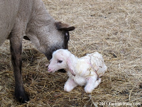 Farmgirl Fare: Monday Dose of Cute: Random Lamb Snaps