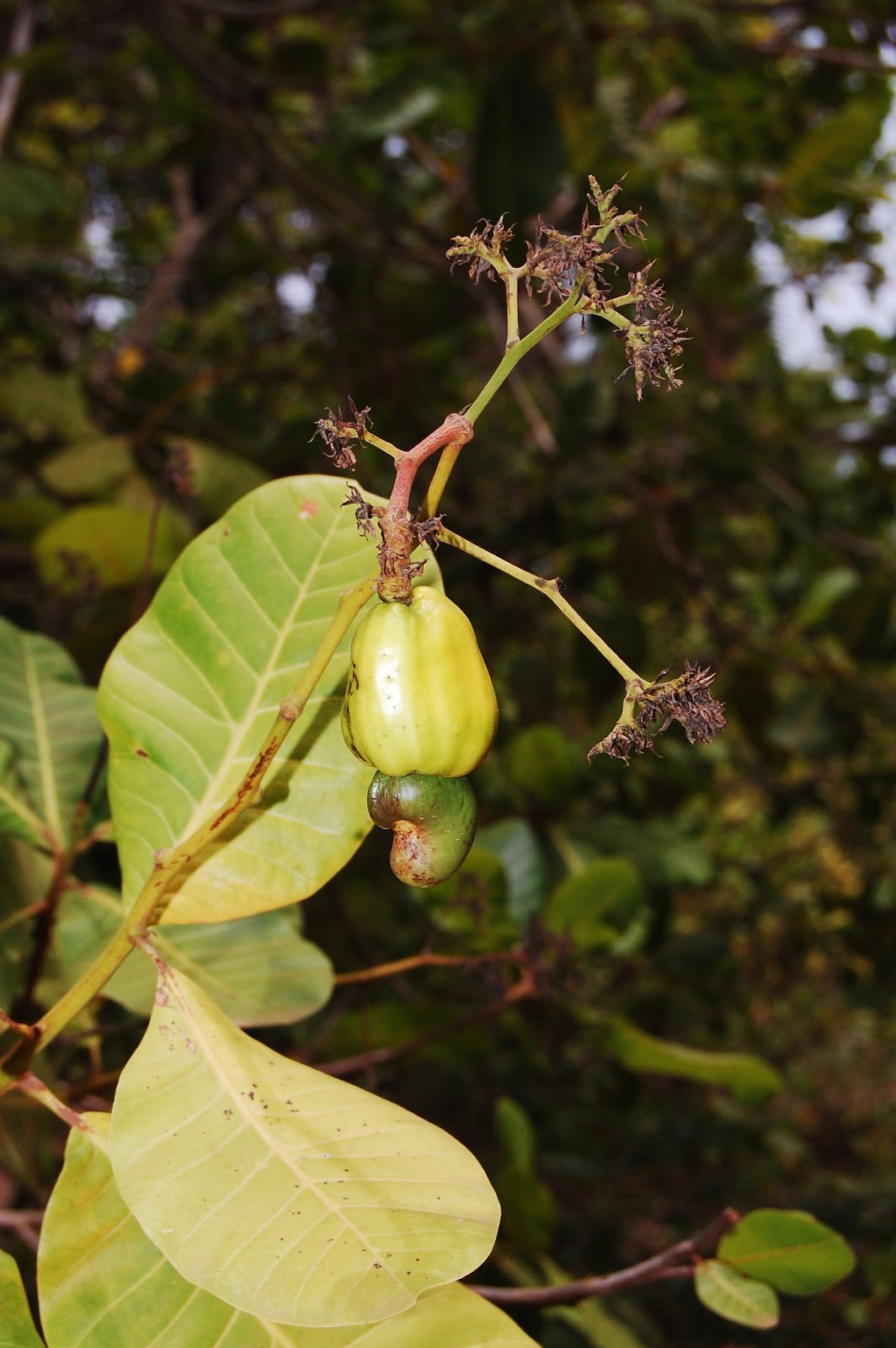 Espacio dedicado a la naturaleza: Anacardo (Anacardium occidentale)