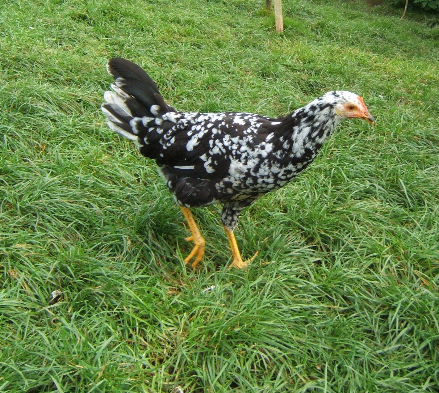 Bellecross Hens: Exchequer Leghorn