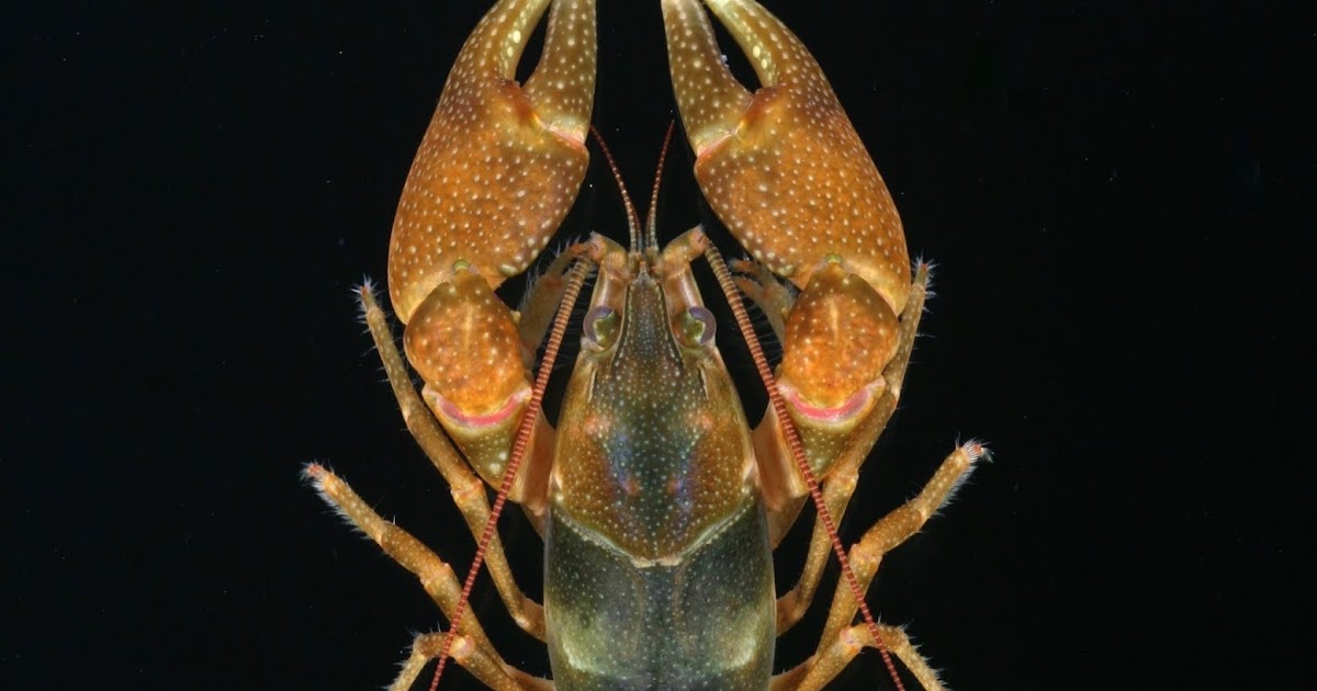 Species New to Science: [Crustacea • 2019] Faxonius bellator ...