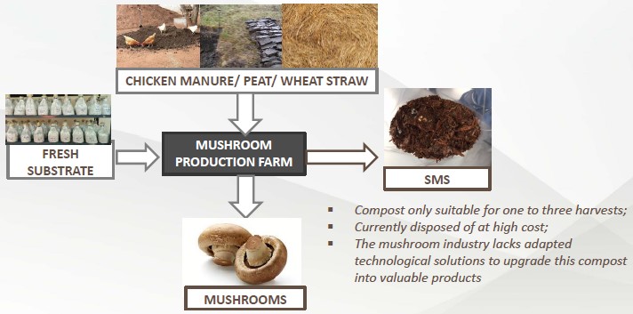 Profile: BIOrescue project – Making the most of wastes from mushroom ...