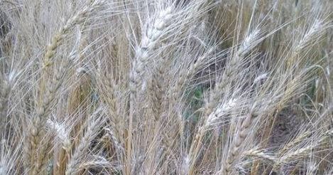 Bagaimana Melakukan Budidaya Gandum Yang Prospektif