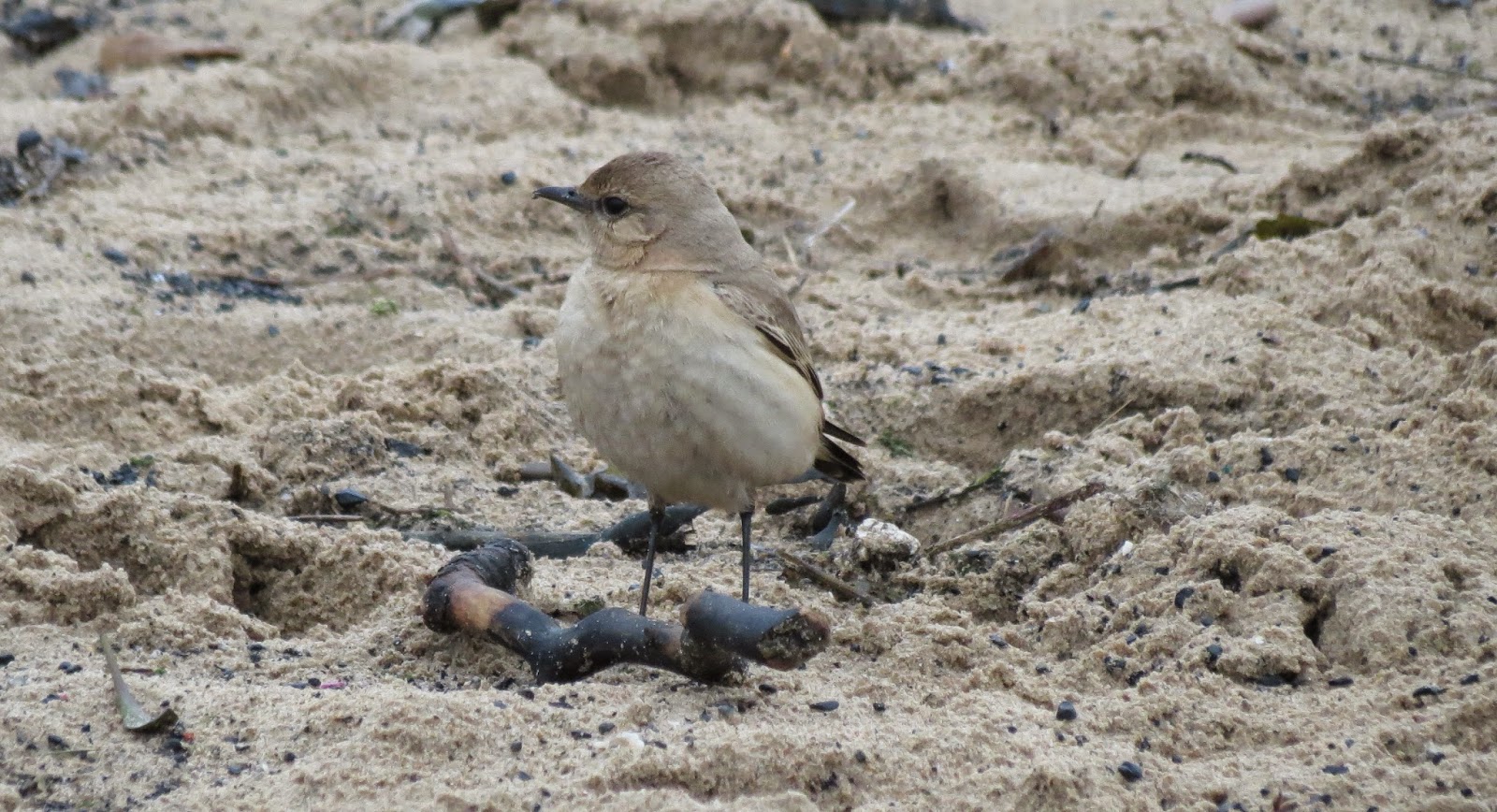 BRITISH BIRDING ASSOCIATION: 2014