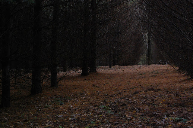 Avalanche Looms: A fairy ring walk