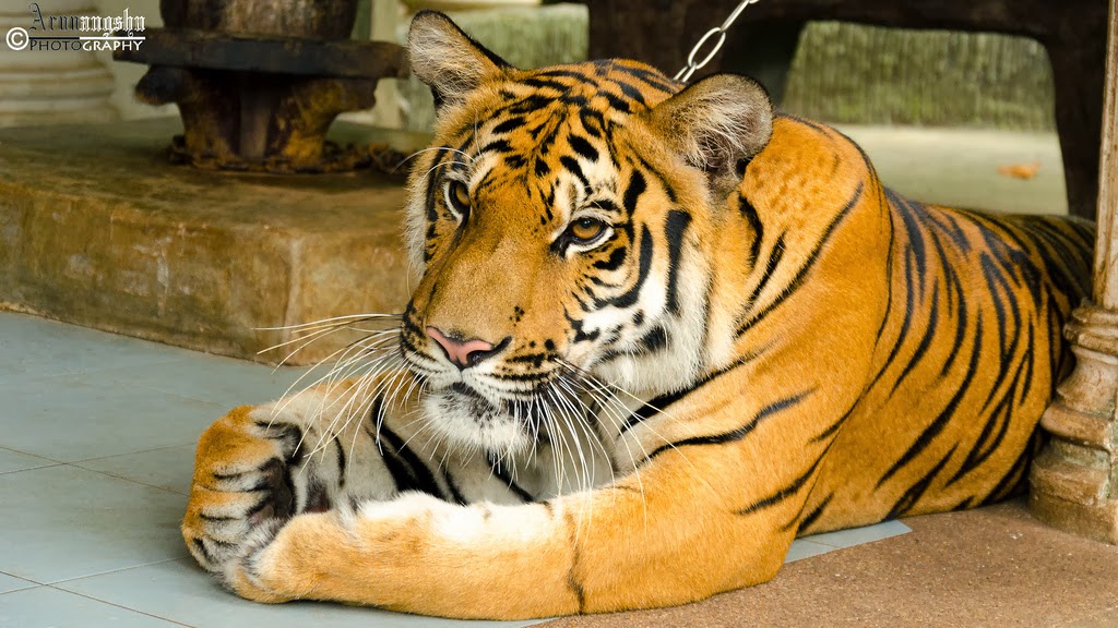 Our Journey : Thailand Phuket - Muang Zoo Phuket