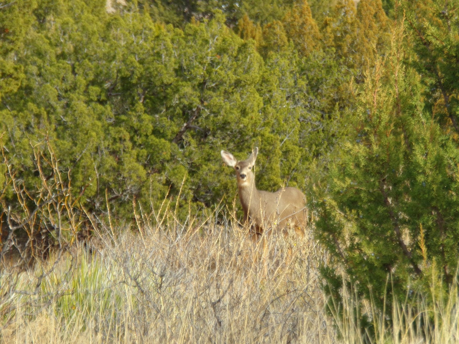 Sumner Lake State Park, Fort Sumner, New Mexico