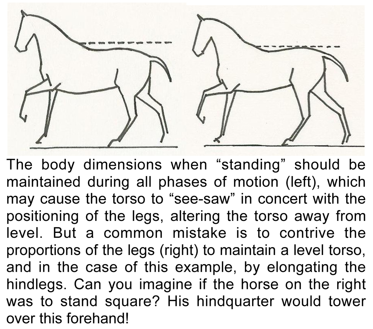 Musings at Minkiewicz Studios LLC: Equine Anatomy and Biomechanics: A ...