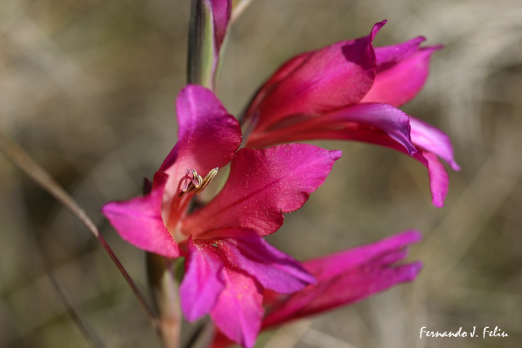 NATURALEZA Y MEDIO RURAL: GLADIOLO SILVESTRE. Gladiolus illyricus.