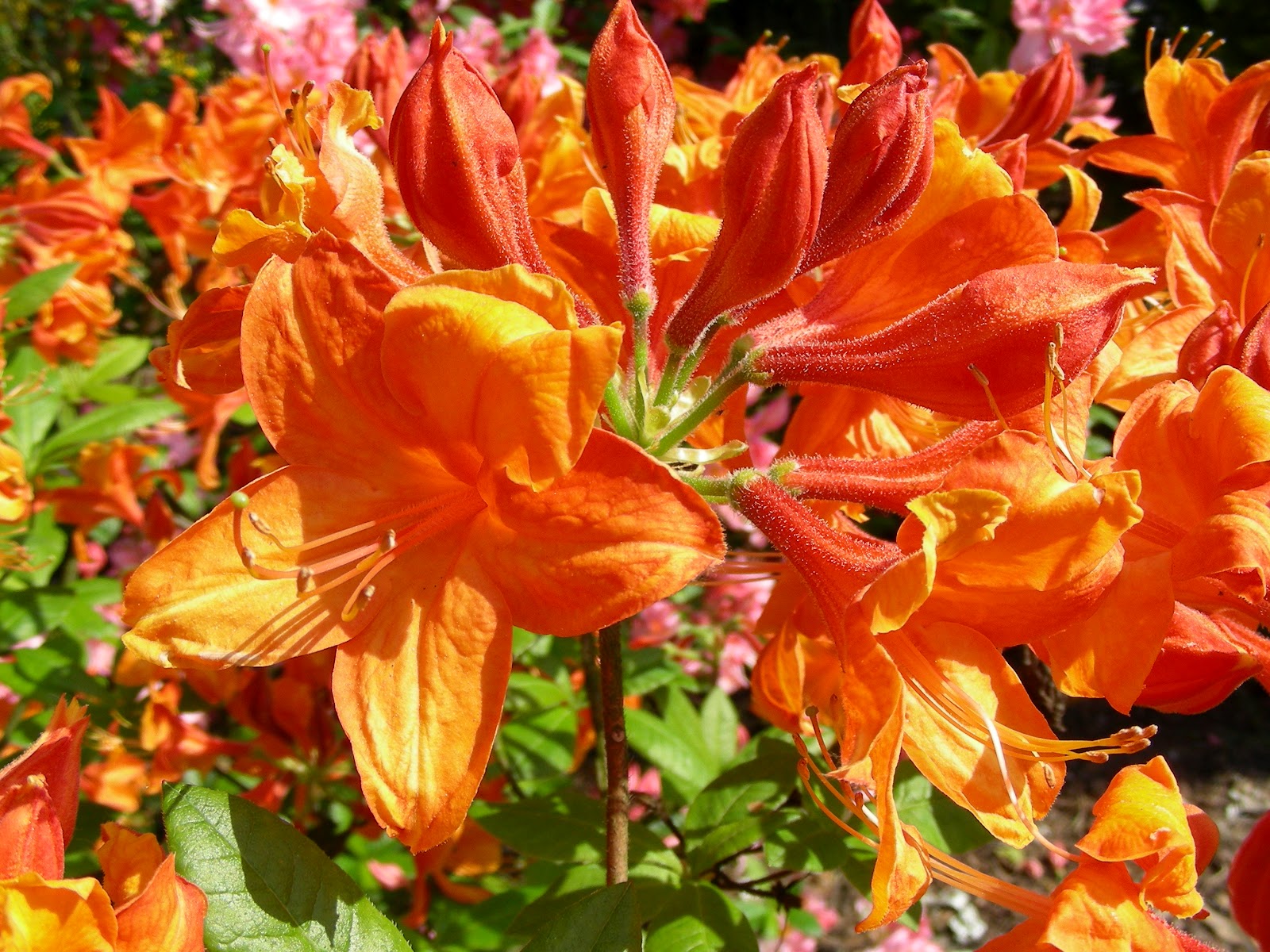 OAZA ZIELENI: Różaneczniki i azalie - uprawa