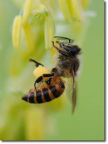 Madu Akasia: Kenali Sang Lebah