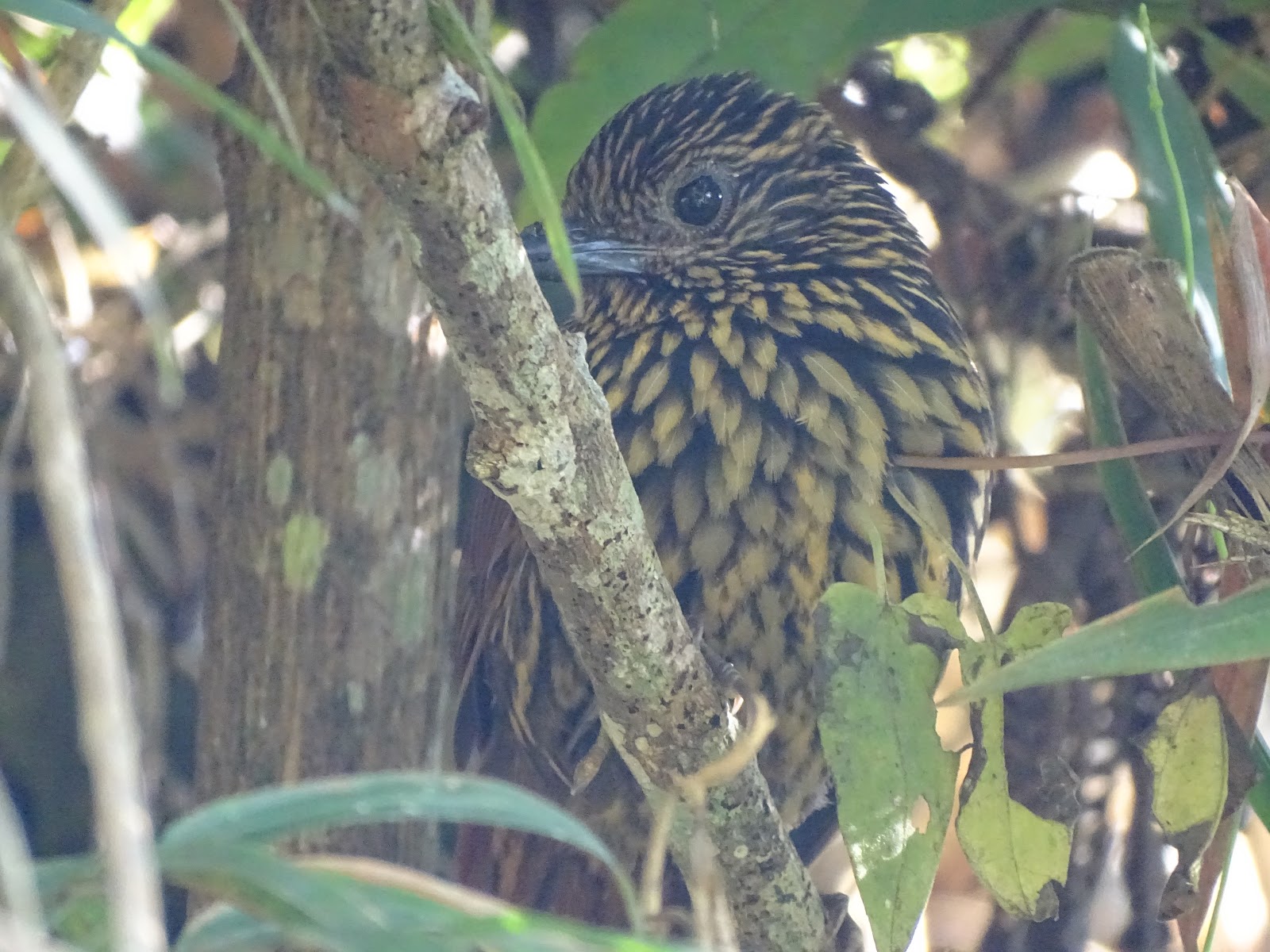 The Birder and Biologist