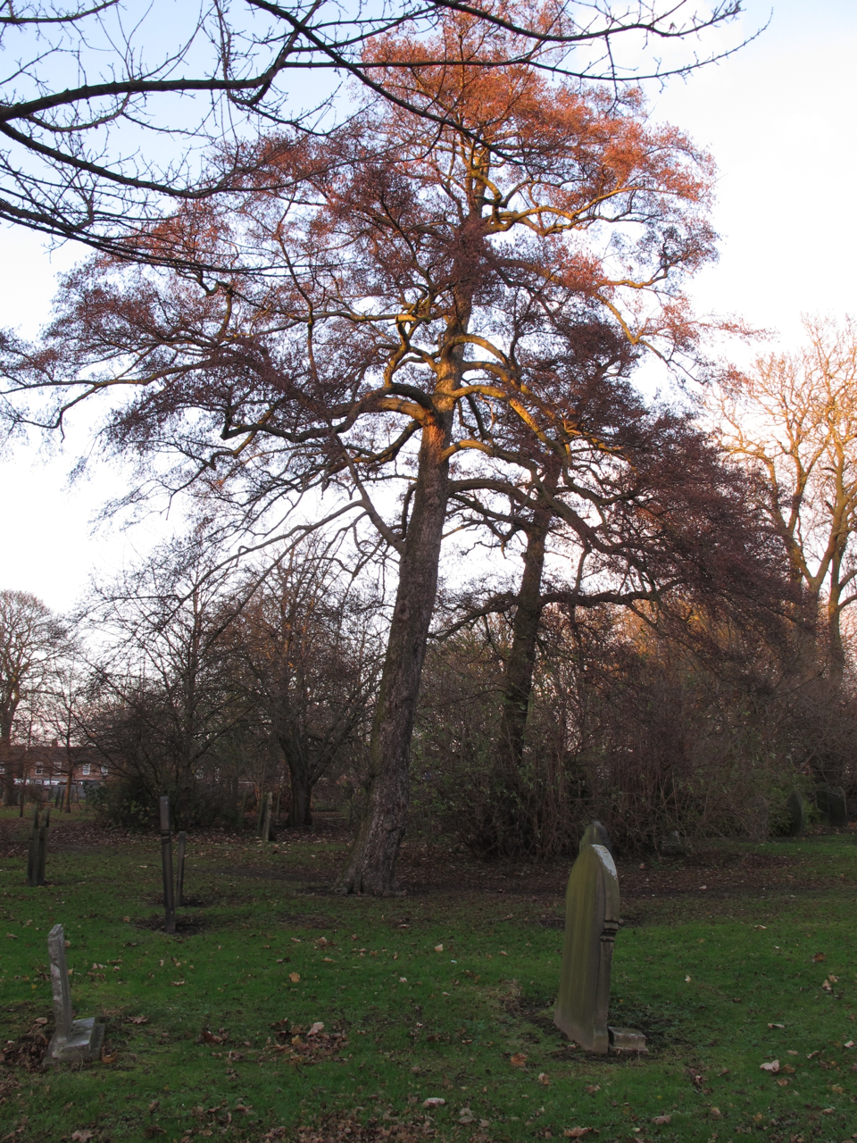 Wild at Hull: Old trees in the cemetery