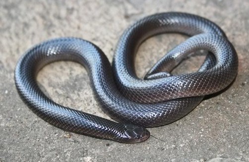 Burrowing Asp Snake HD Wallpaper Widescreen Dekstop | HDwallpaper77