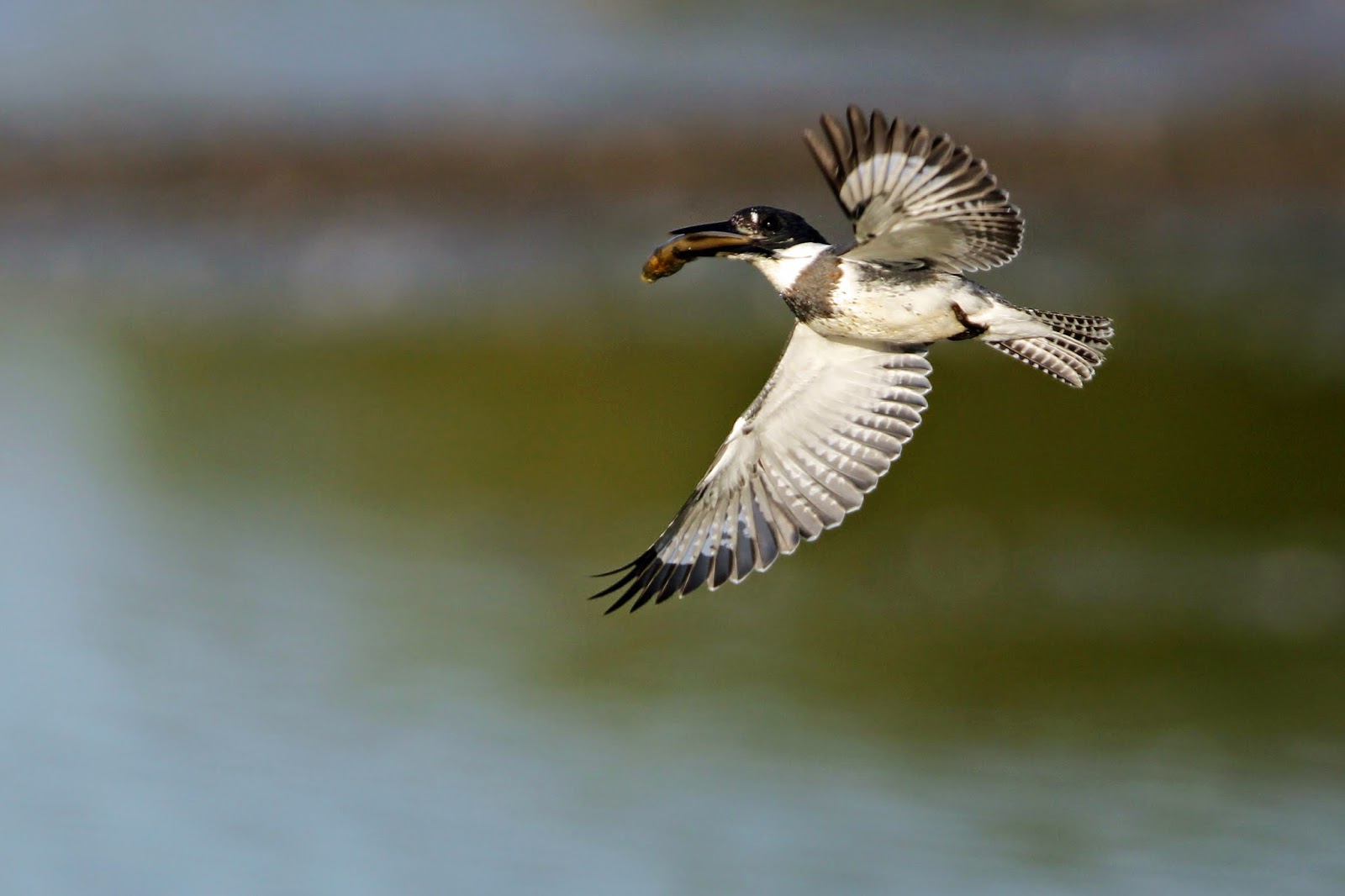 The Green Knee Club: An Evening at Jackson Bottoms, 25 August 2014