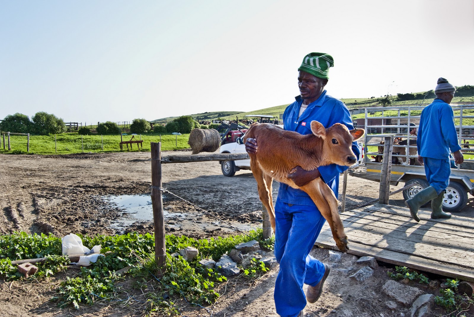 Tarryn Liddell Photography: Livestock Trading