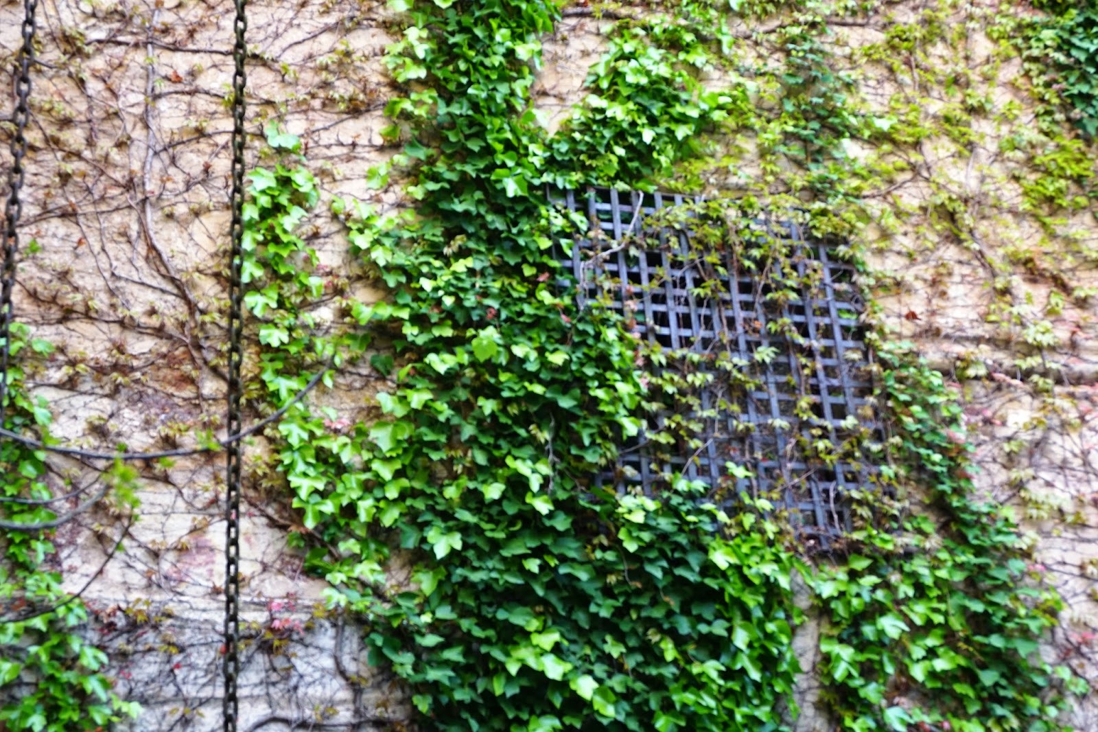 Plantas de Huerta Otea, Salamanca: Parra de Virginia, para virgen ...