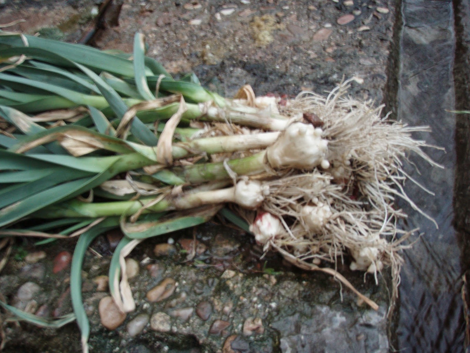 Huerta del Chorrillo: PUERRO SILVESTRE