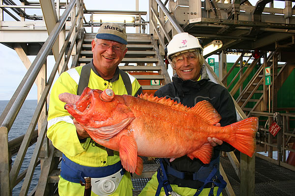 Big Fishes of the World: REDFISH ATLANTIC (Sebastes Marinus)