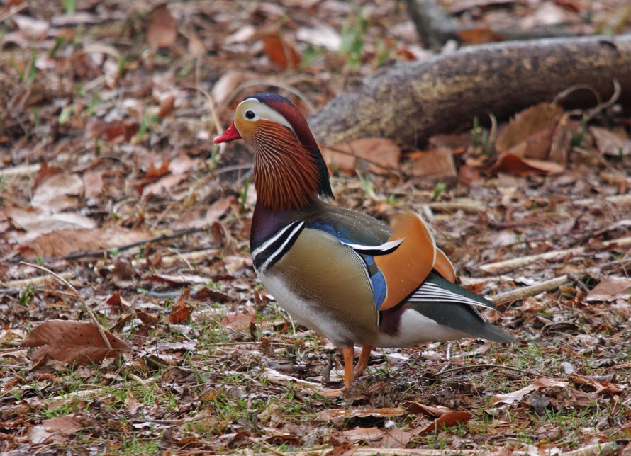 BIRDING - Kyoto, Kansai and Japan: dabbling ducks