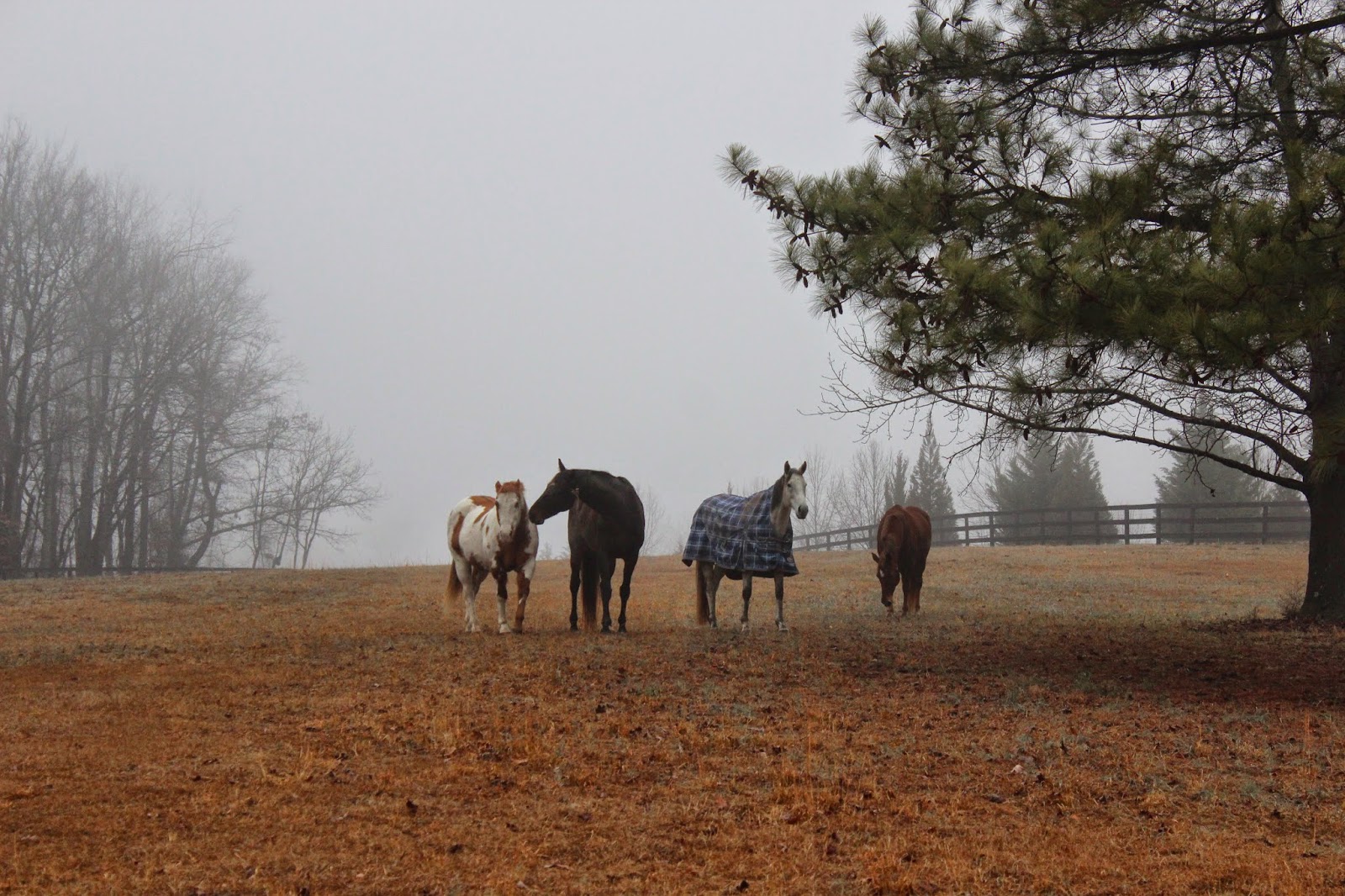Riding to B: The Four Ponies in My Backyard