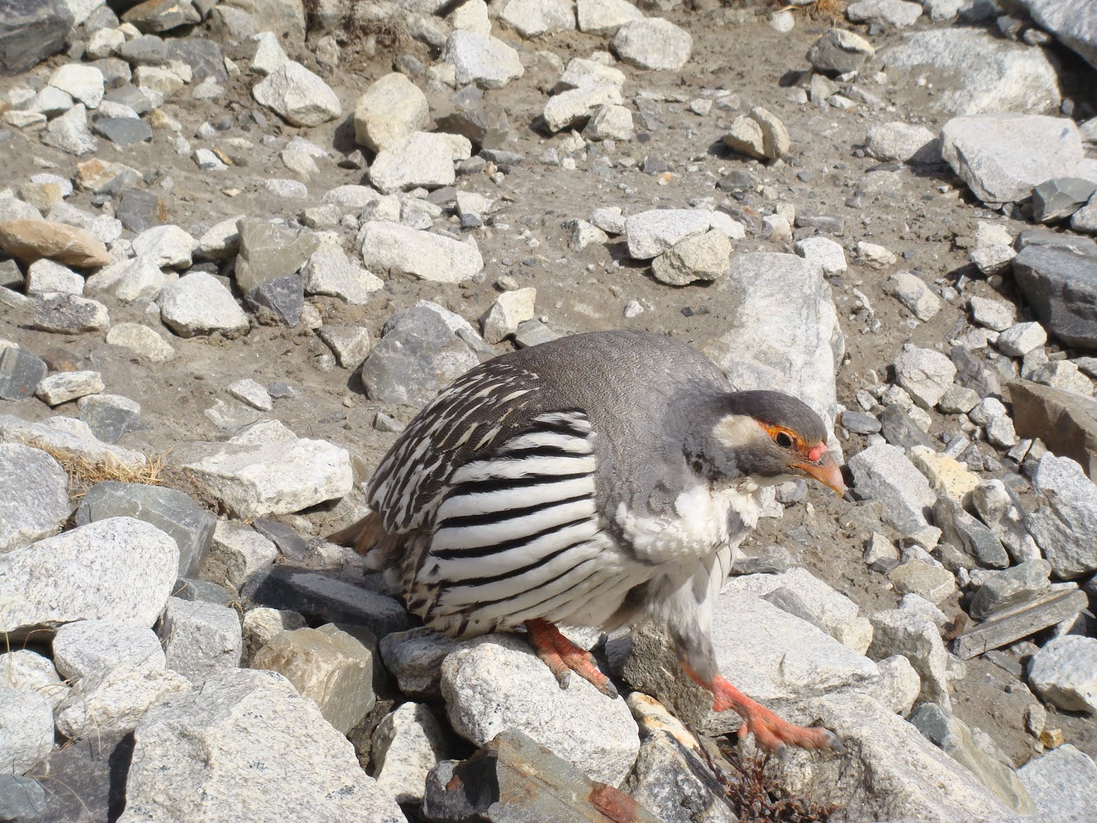 A Protest of Romance: Everest Calling - Gorak Shep to Everest Base Camp