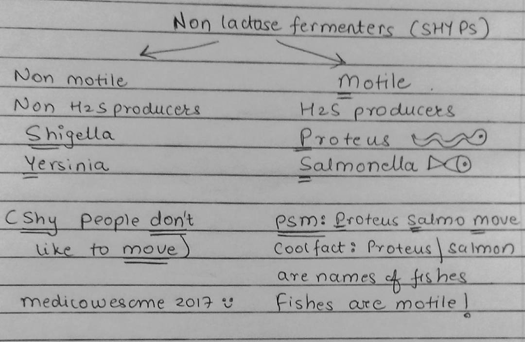 medicowesome-non-lactose-fermenters-mnemonic