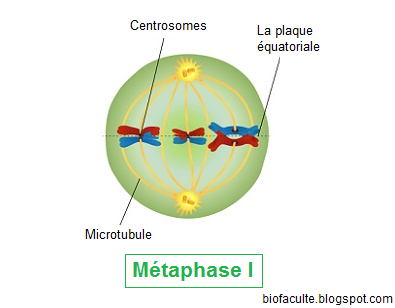 Les 8 étapes de la méiose | Bio faculté