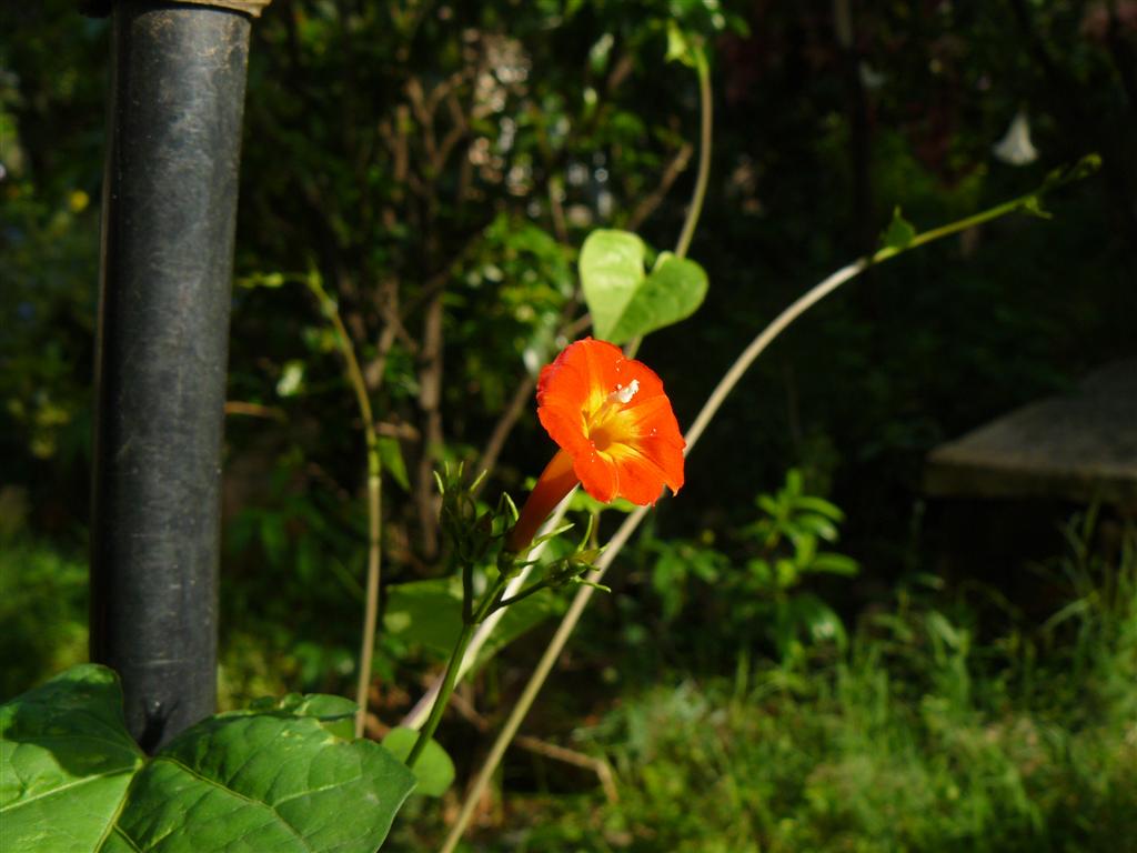 Dinu's Yarden: Thriving Flowers from Traded Seeds