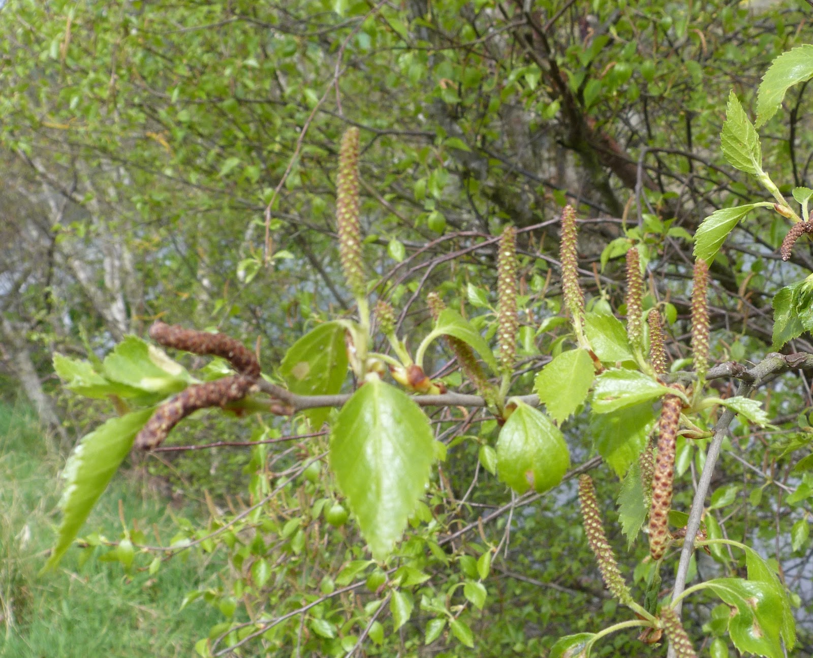 CityBirding: Ryton Willows