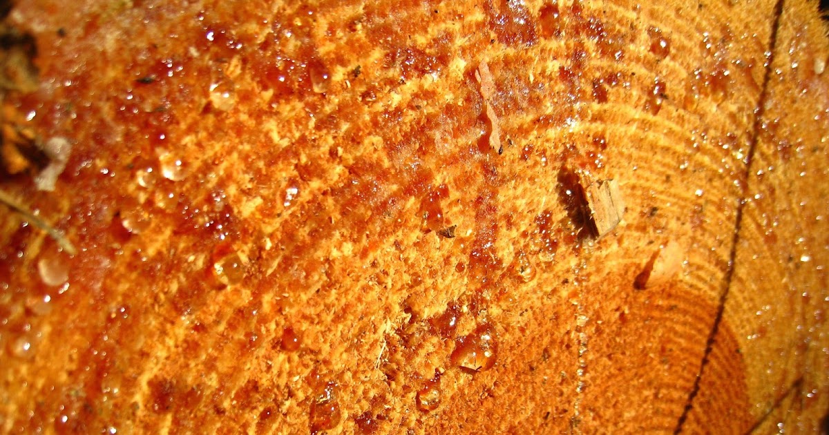 Trementina: ¿Qué es Trementina?