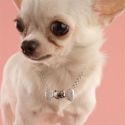 The most charming dogs in the world!: Jewelry for dogs!