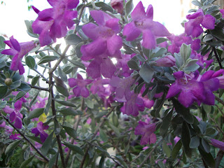 Verde Original: Chuva de Prata e Resedá