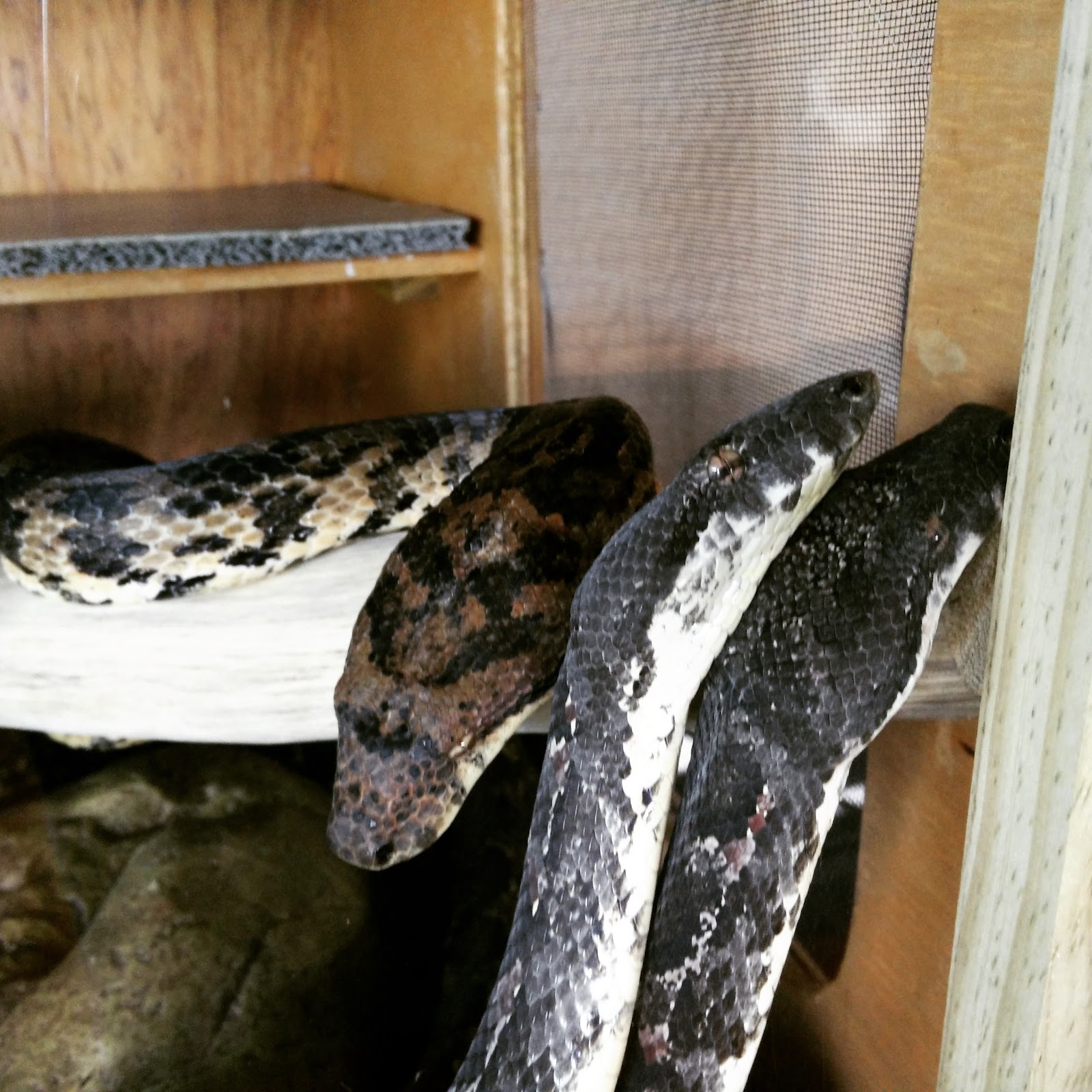 Pacific Boa Constrictor Snakes (Candoia bibroni bibroni)