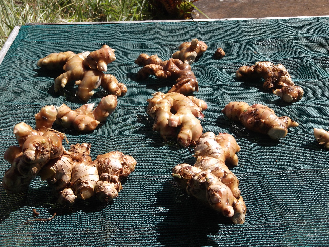 Life in the clouds: Growing gold