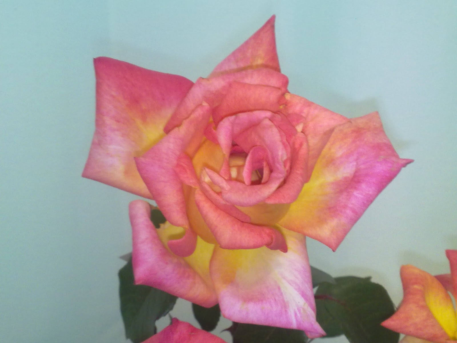 El Blog de "Grouchomaniaco": Rosa, rosa, rosam, rosae, rosae, rosa