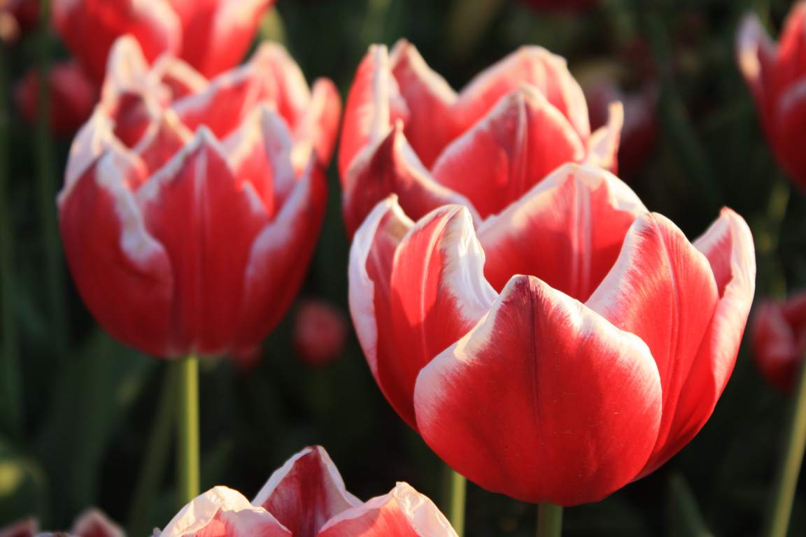 ITALY - TUSCANY: FLORENCE ~ Beautiful places of Barcelona and Catalonia