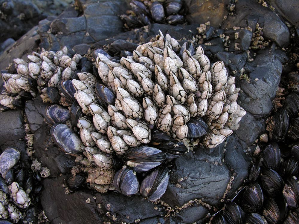 SweetNaomi ReCreations : Pirates and Barnacles