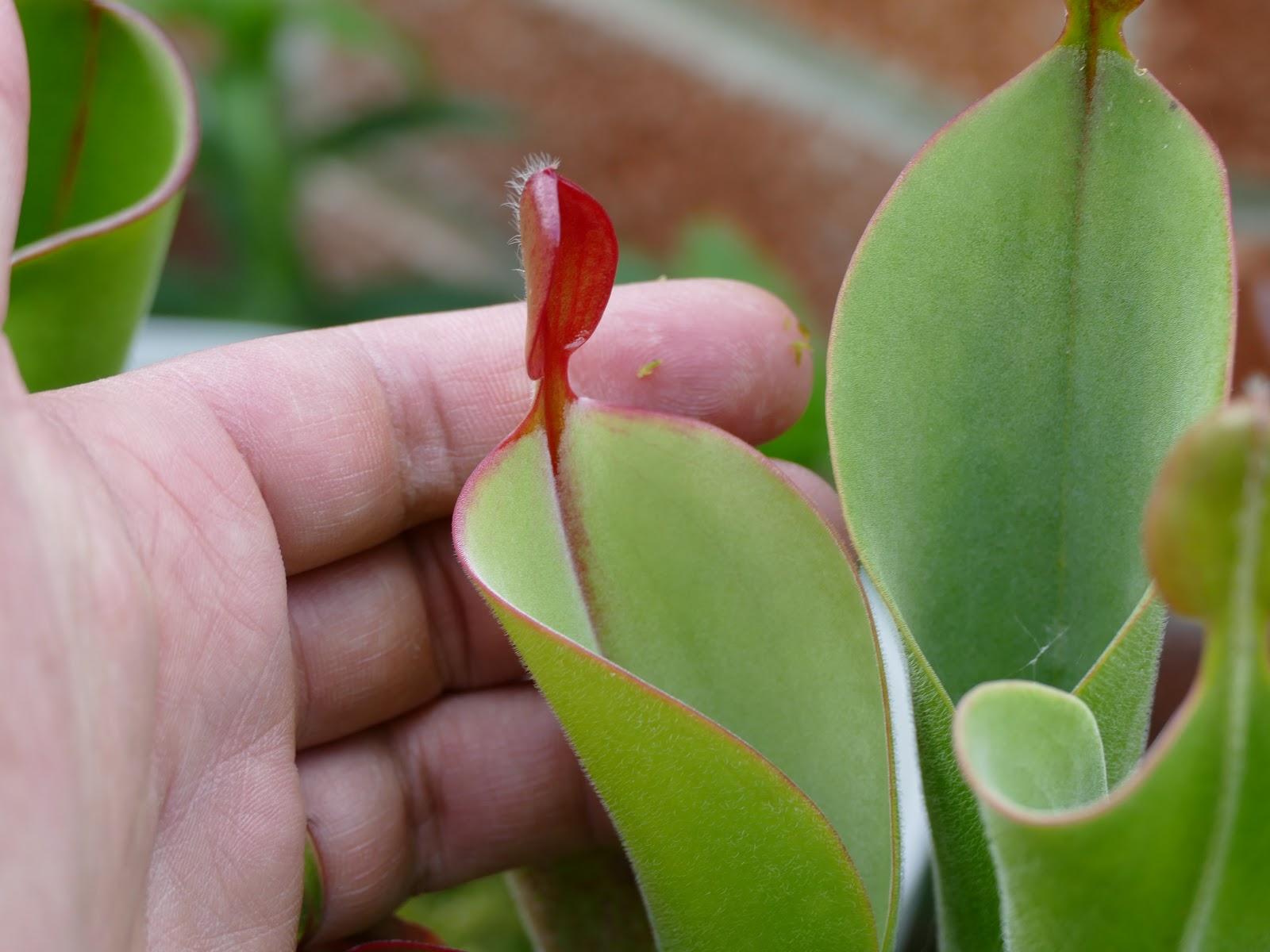 Heliamphora parva photos