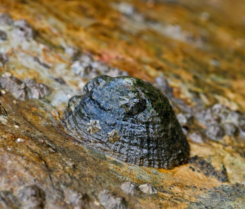 Paseos por la naturaleza: Patella rustica