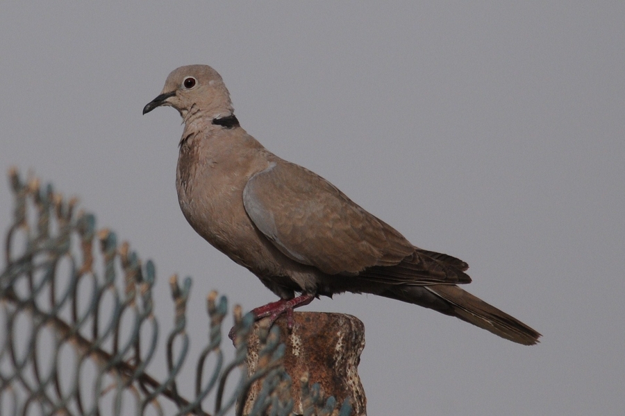 Birds of Saudi Arabia: Eurasian Collared Dove