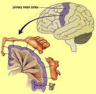 ER goldbook: Localization of neurological lesion