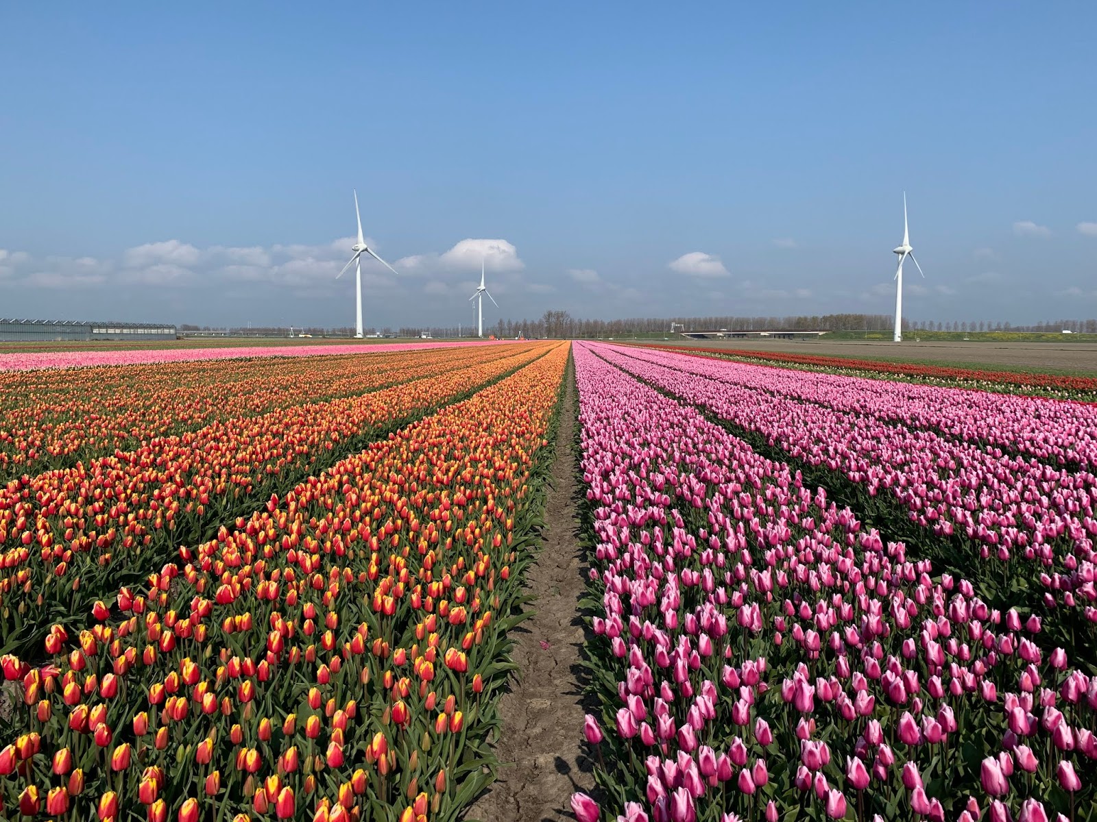 Travel // Visiting the Tulip Fields, Holland - Roses and Rolltops