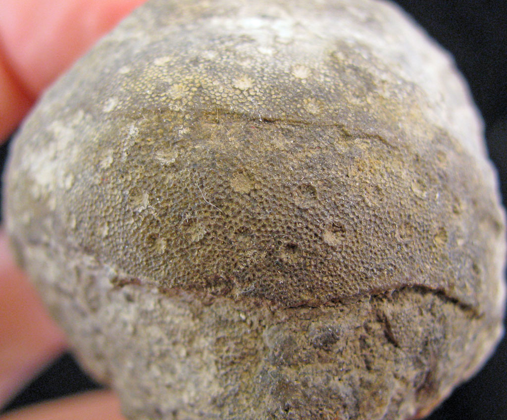 Views of the Mahantango: Heliolites coral from Germany