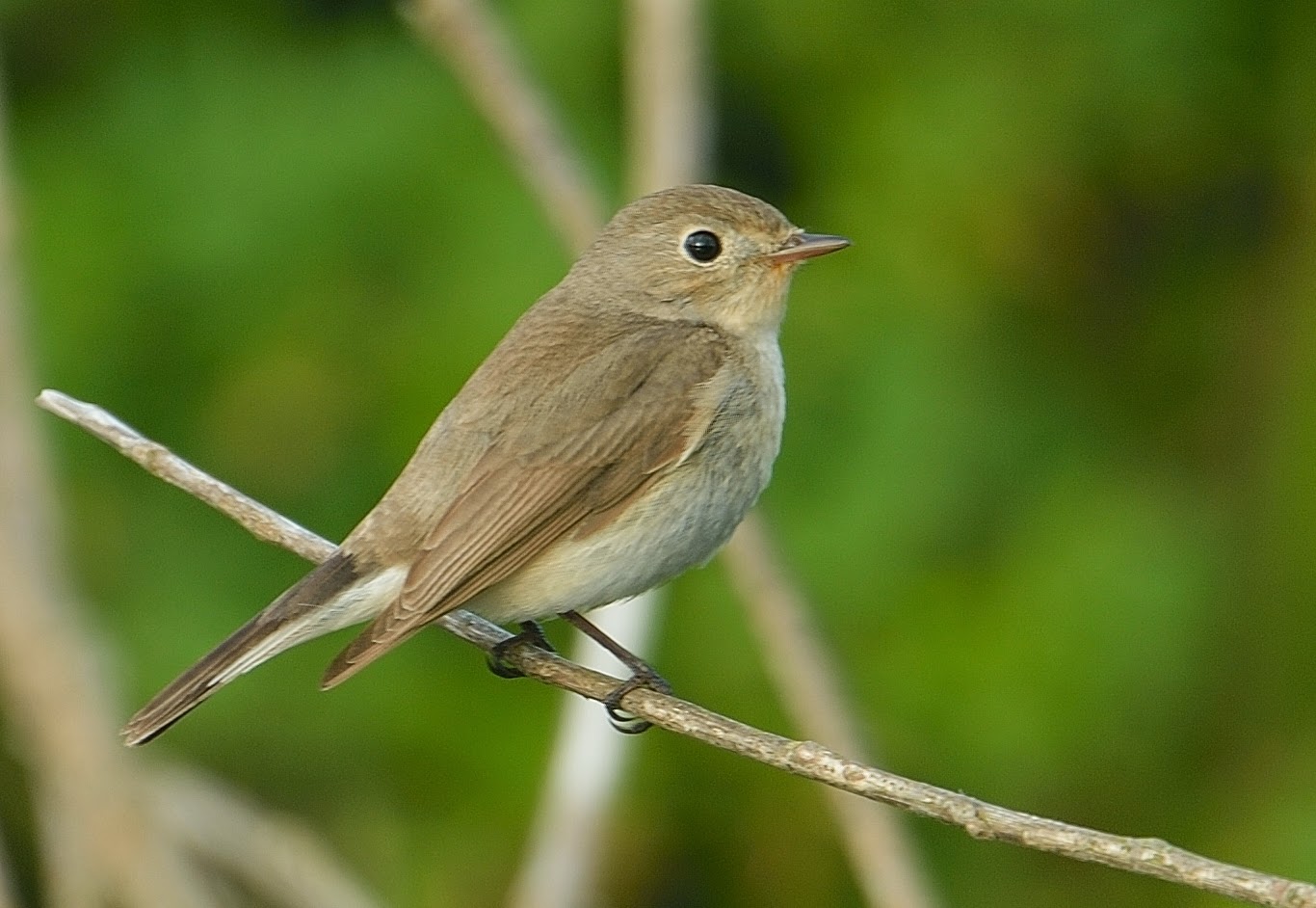 Steve Rogers birding: Red-breasted Flycatcher at Housel Bay, Lizard