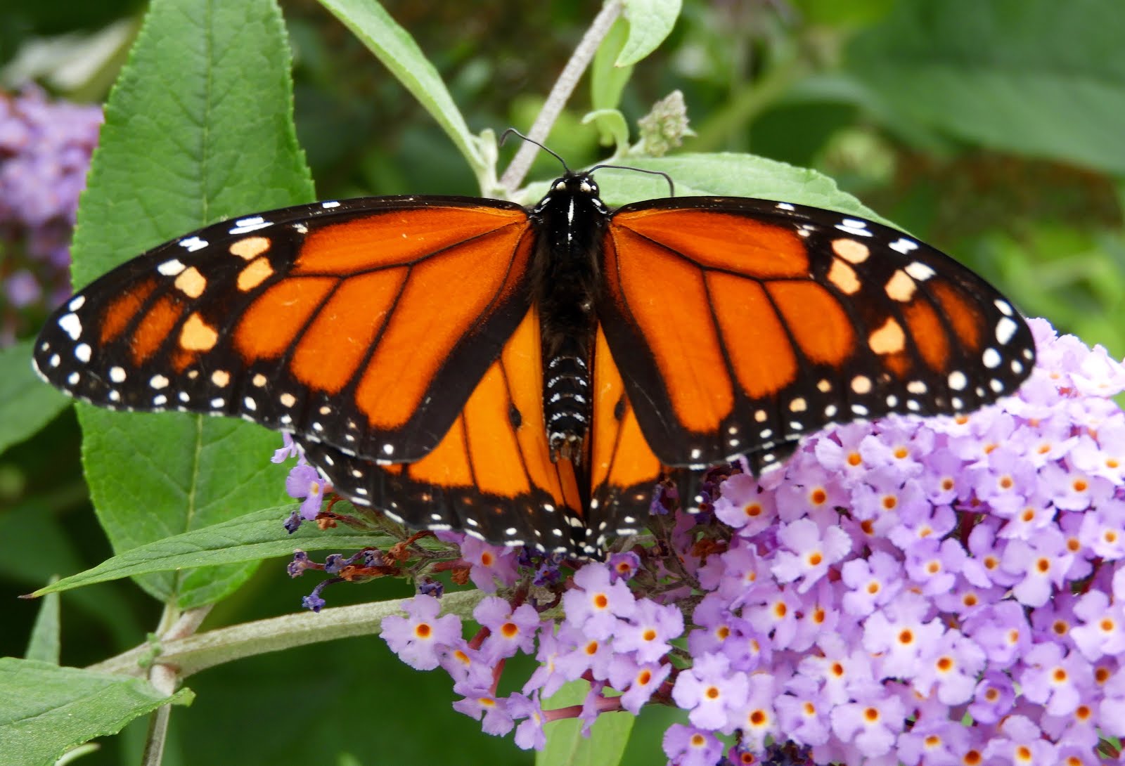 It's All About Purple: Meeting a Monarch...