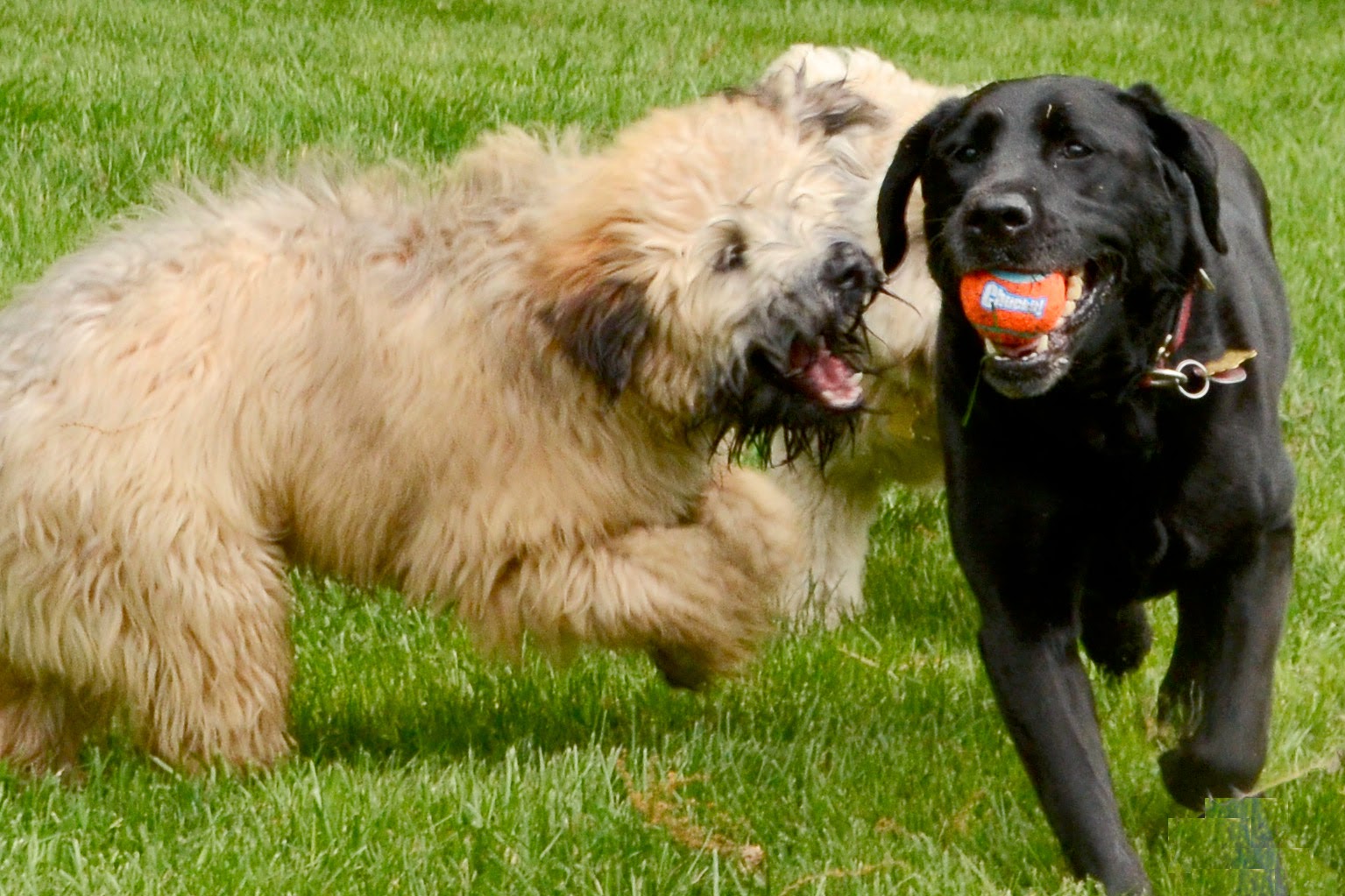 Frisky Fido Framingham: Dogs Playing Ball