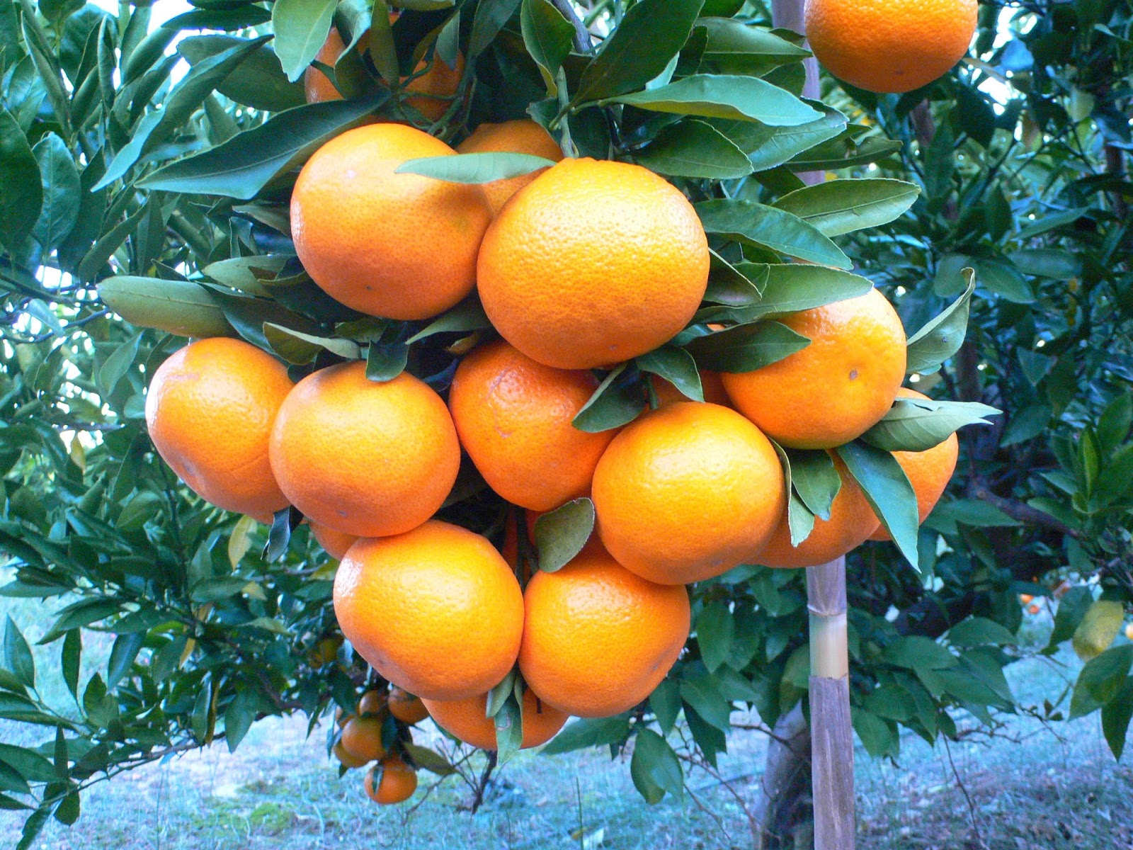 MARTA I LES ESTACIONS